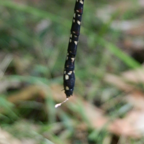 Multi-spotted Darner - ♀ | Project Noah