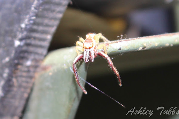 Long Jawed Jumping Spider | Project Noah