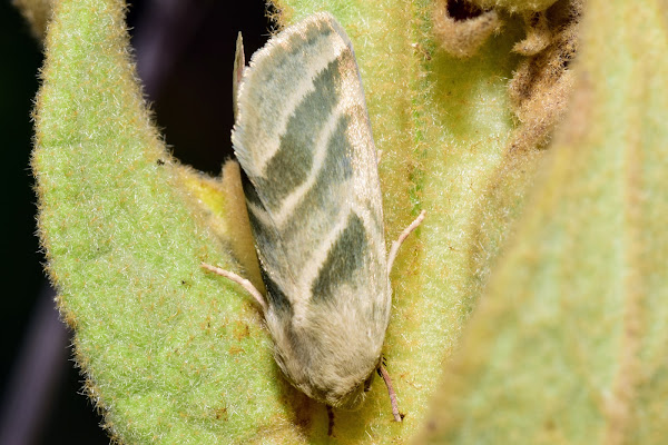 Tobacco Budworm Moth | Project Noah