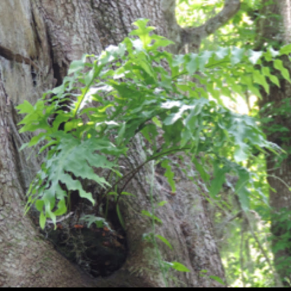 Golden Polypody / Cabbage Palm Fern | Project Noah