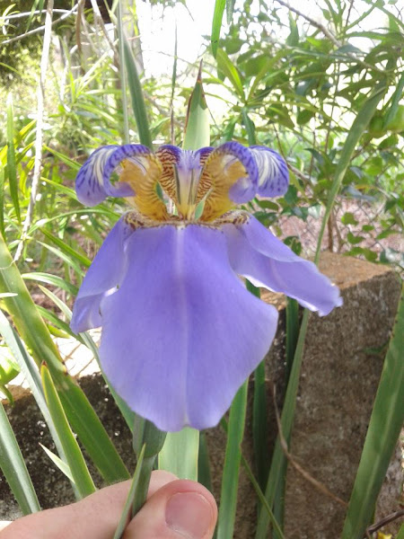 Fake-Iris | Project Noah