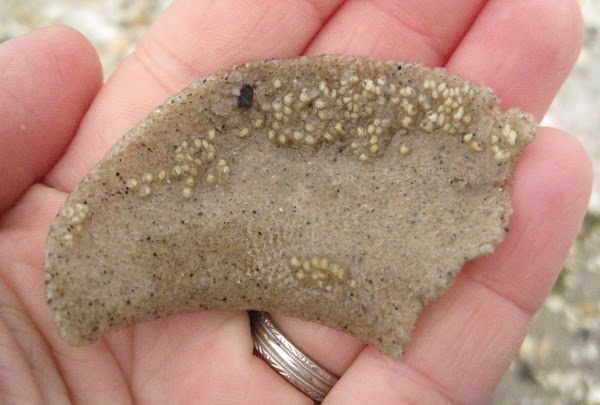 Moon Snail Egg Mass (Sand Collar) | Project Noah