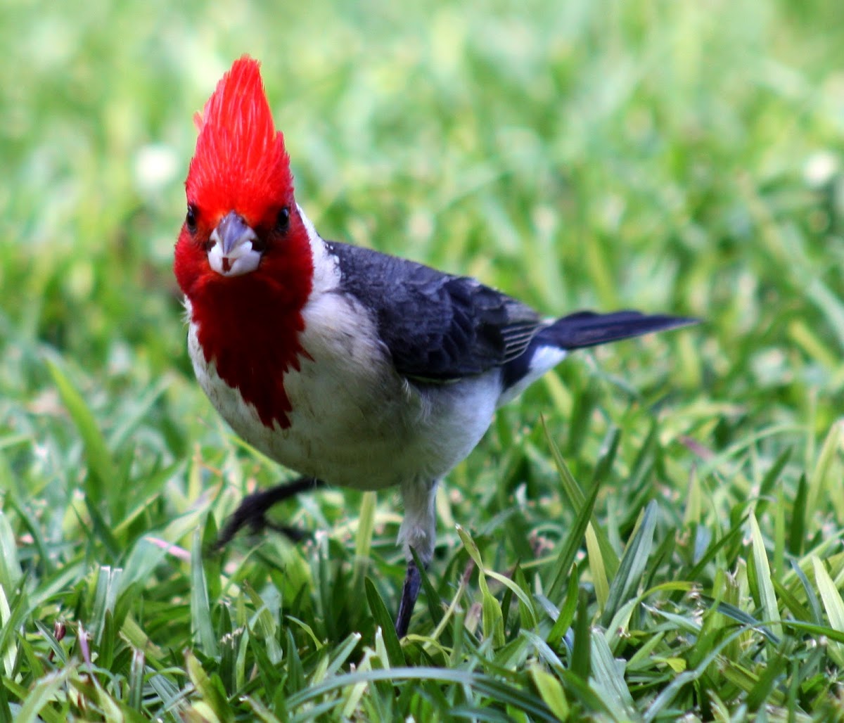 Red Crested Cardinal | Project Noah