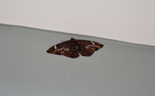 Unnamed spotting | Project Noah