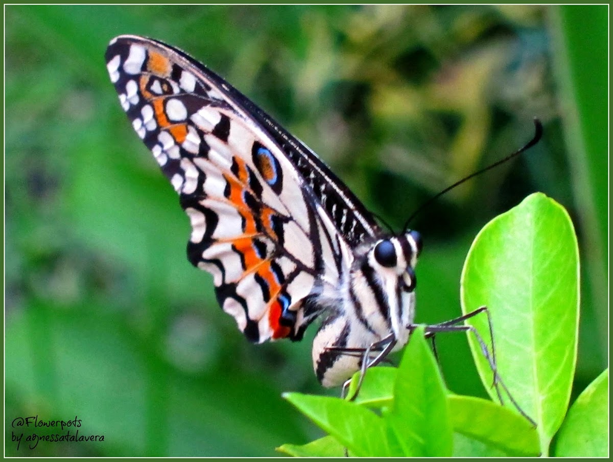 Common Lime Butterfly (Female) | Project Noah