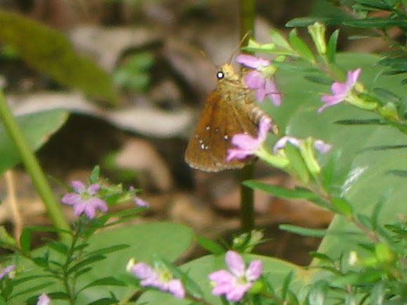 Chestnut Bob | Project Noah