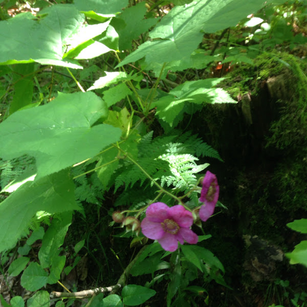 Purple raspberry | Project Noah