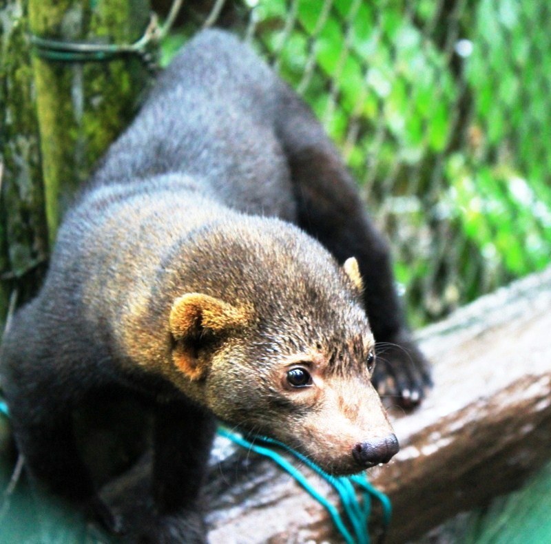 Tolomuco, Tayra, Humayro, Irara, Cabeza de Mate, Hurón Mayor | Project Noah