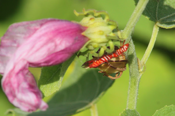 Cotton Stainer | Project Noah