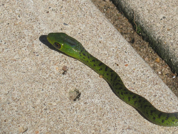 Spotted bush snake | Project Noah