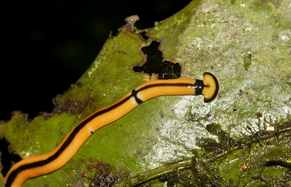 Hammerhead Worm | Project Noah