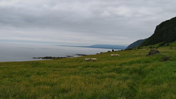 Newfoundland Sheep | Project Noah