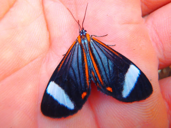 Tiger Moth | Project Noah