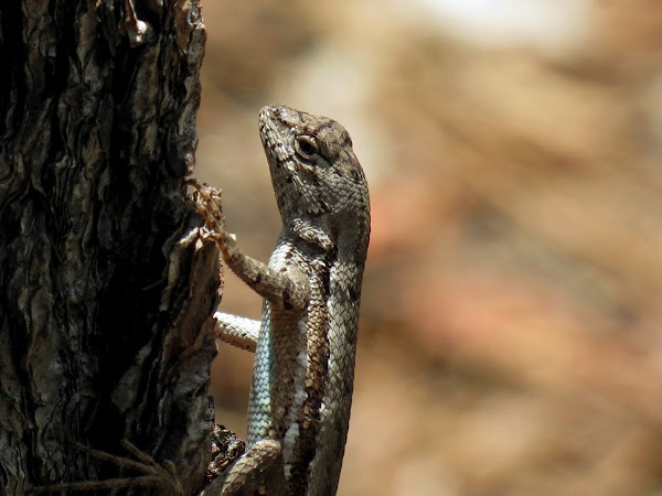 Florida scrub lizard | Project Noah
