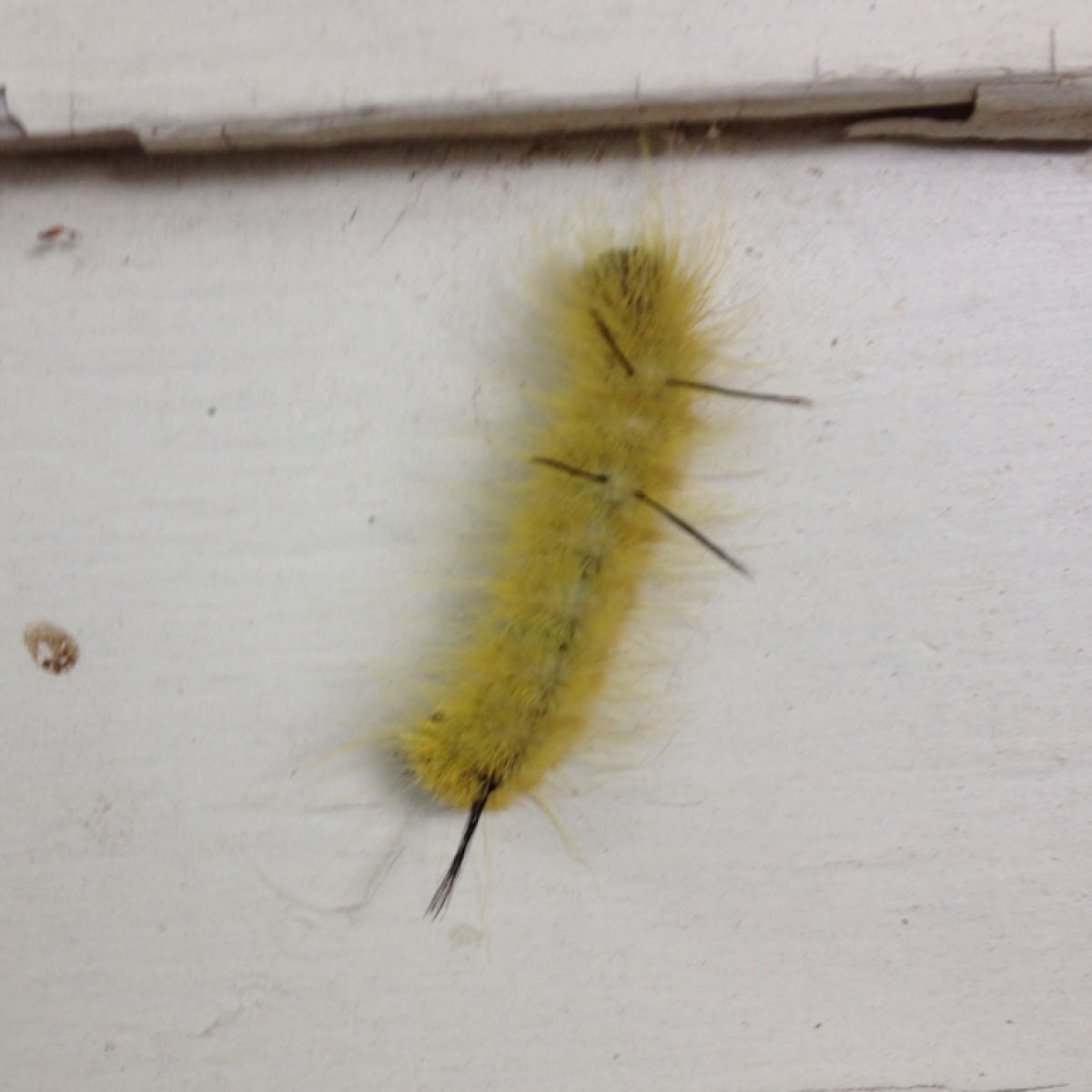 American Dagger Moth caterpillar | Project Noah