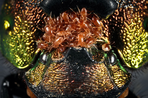 hitchhiker mites | Project Noah