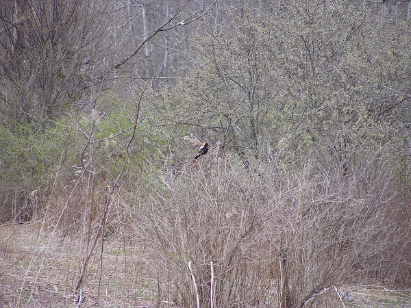 Bobolink | Project Noah