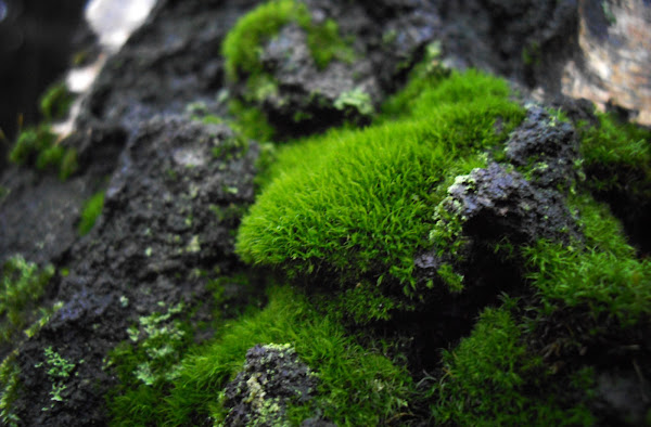 Bryophyta Moss | Project Noah