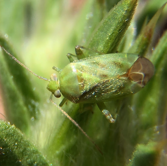 Common green capsid. Chinche de las flores | Project Noah