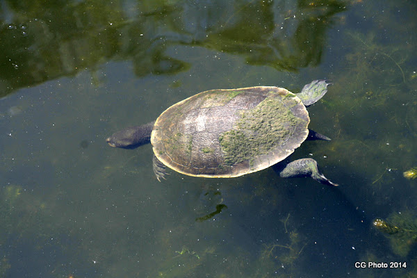 Krefft's River Turtle | Project Noah