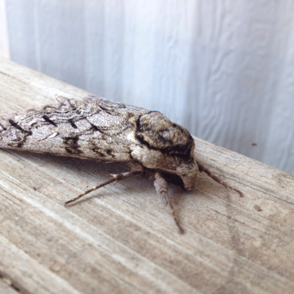 Waved Sphinx | Project Noah