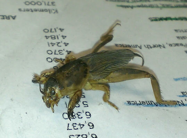 Northwest Mole Cricket / Southern Mole Cricket | Project Noah