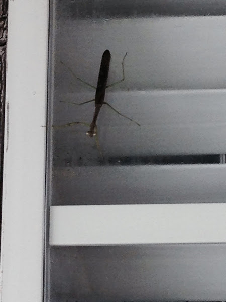 Carolina Mantis | Project Noah