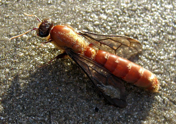 Driver Ant Queen | Project Noah