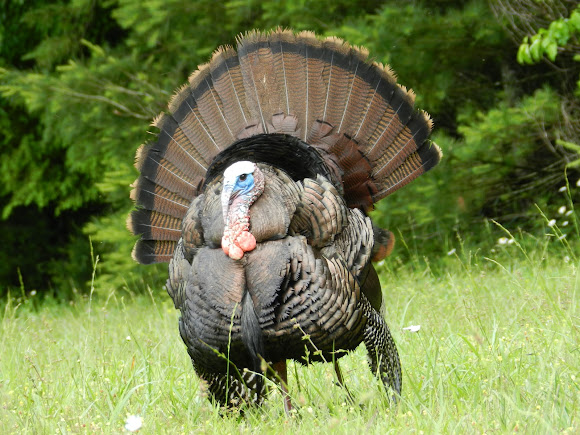 Eastern Wild Turkey | Project Noah