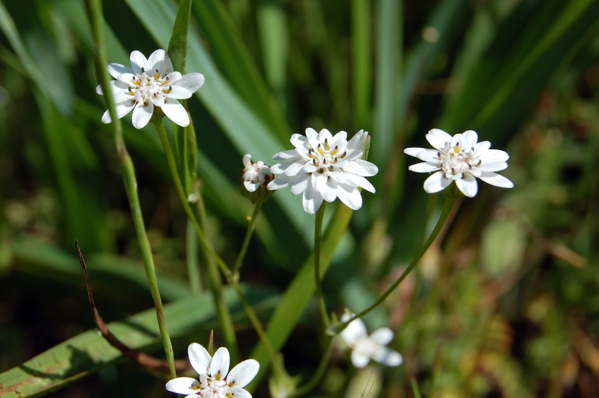 Blanquillo | Project Noah