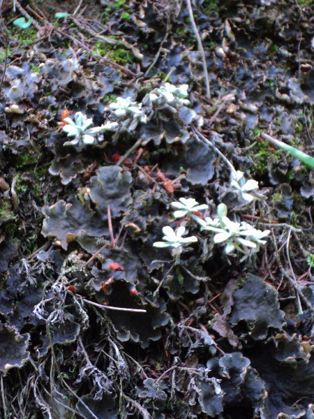 Collema Lichen | Project Noah