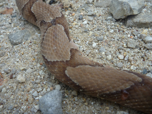 Copperhead | Project Noah