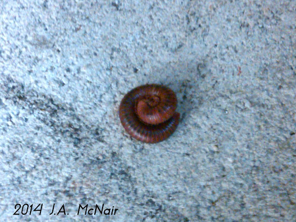 Rusty Millipede | Project Noah