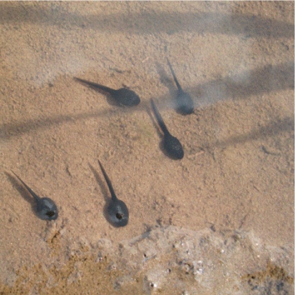 Tadpoles | Project Noah