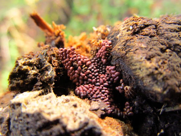 Arcyria incarnata | Project Noah