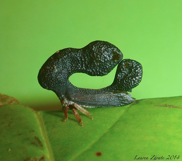 Treehopper | Project Noah