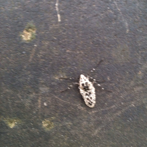 Spotting | Project Noah