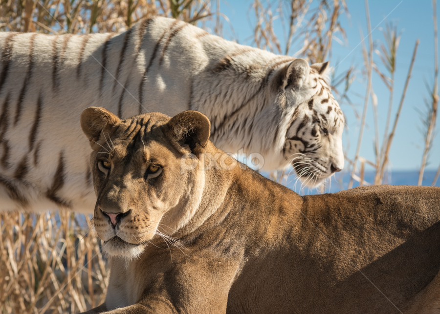 Tiger Lioness