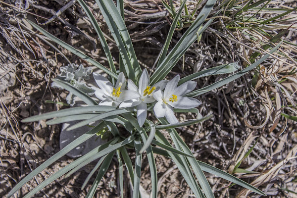 Sand Lily | Project Noah
