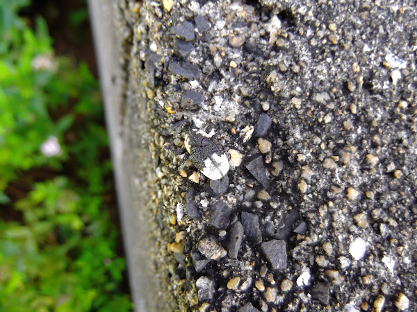 Panda Weevil | Project Noah