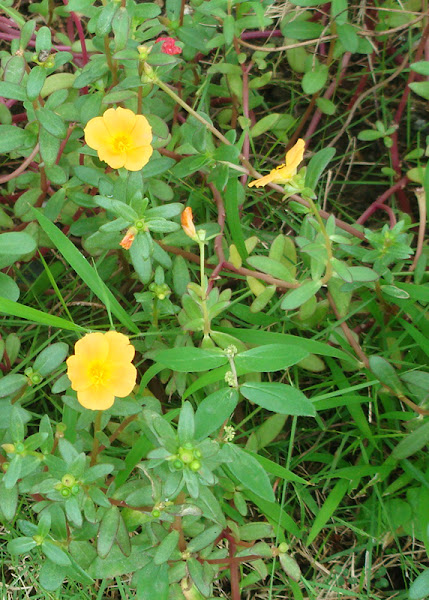 Yellow Olasiman | Project Noah