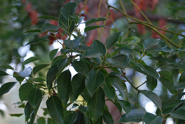 California Bay Laurel | Project Noah