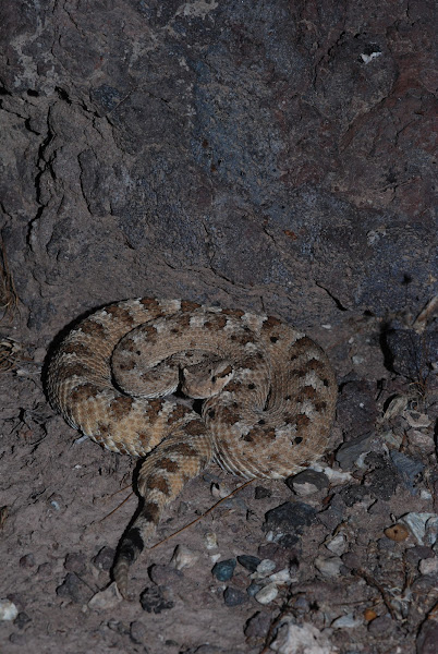 Sidewinder | Project Noah