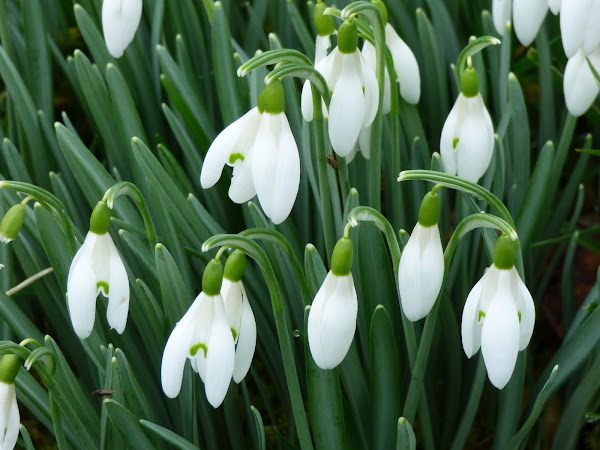 Snowdrop | Project Noah