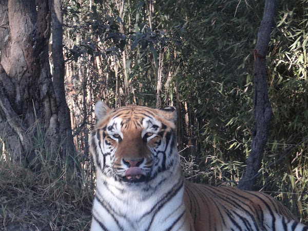 Bengal Tiger / Tigre de bengala | Project Noah