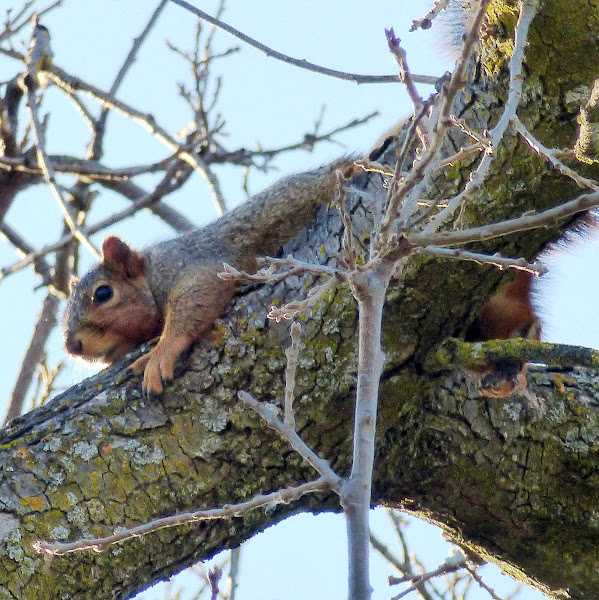 Fox Squirrel | Project Noah