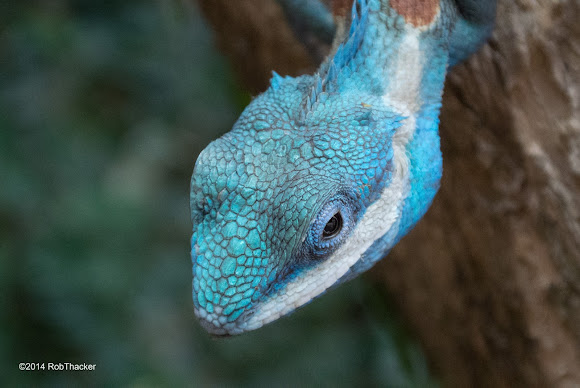 Blue Crested Tree Lizard | Project Noah