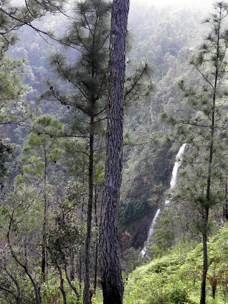 Caribbean Pine | Project Noah