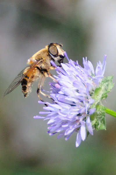 Drone fly | Project Noah
