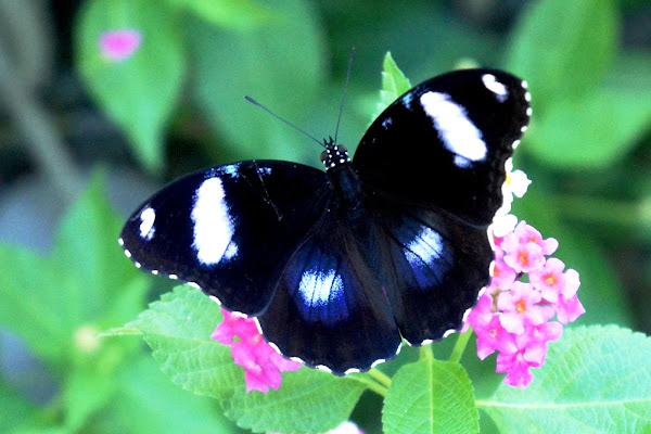 Great Eggfly or Blue Moon Butterfly ♂ | Project Noah